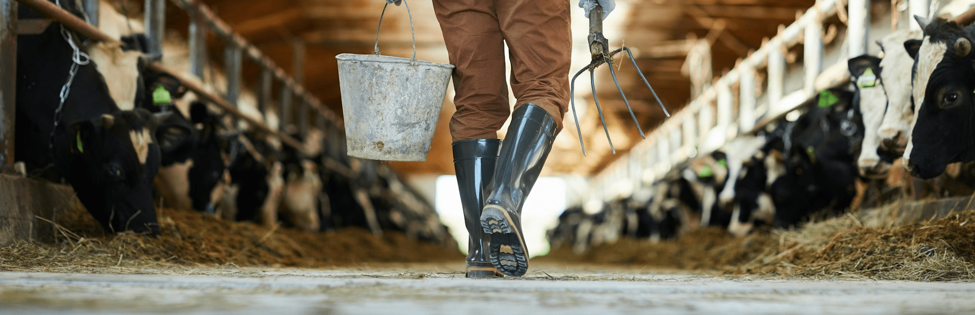 Beef & Veal Import/Export Distribution Specialists | STC Food - STC food