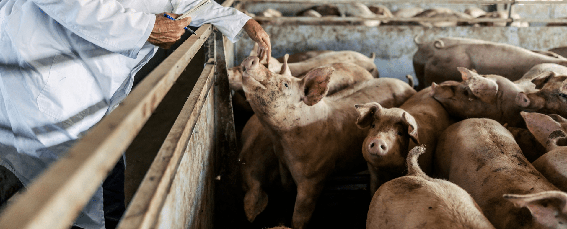 Pork Import/Export Distribution Expertise | STC Food - STC food